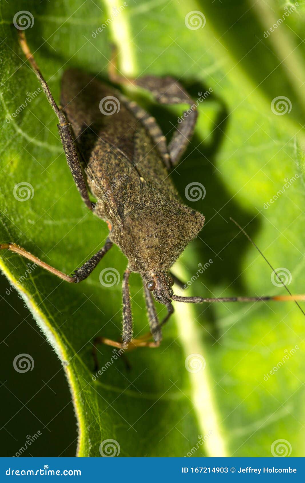 Leaf-footed Bug on a Milkweed Leaf in Connecticut Stock Image - Image ...