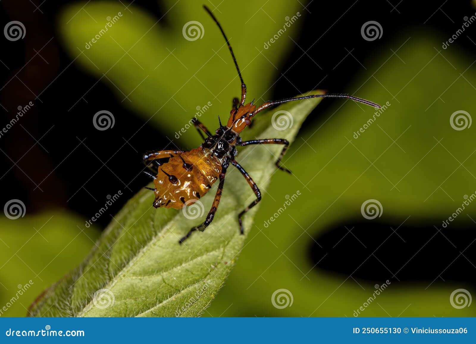 Leaf footed Bug Nymph stock photo. Image of wild, arthropod - 250655130