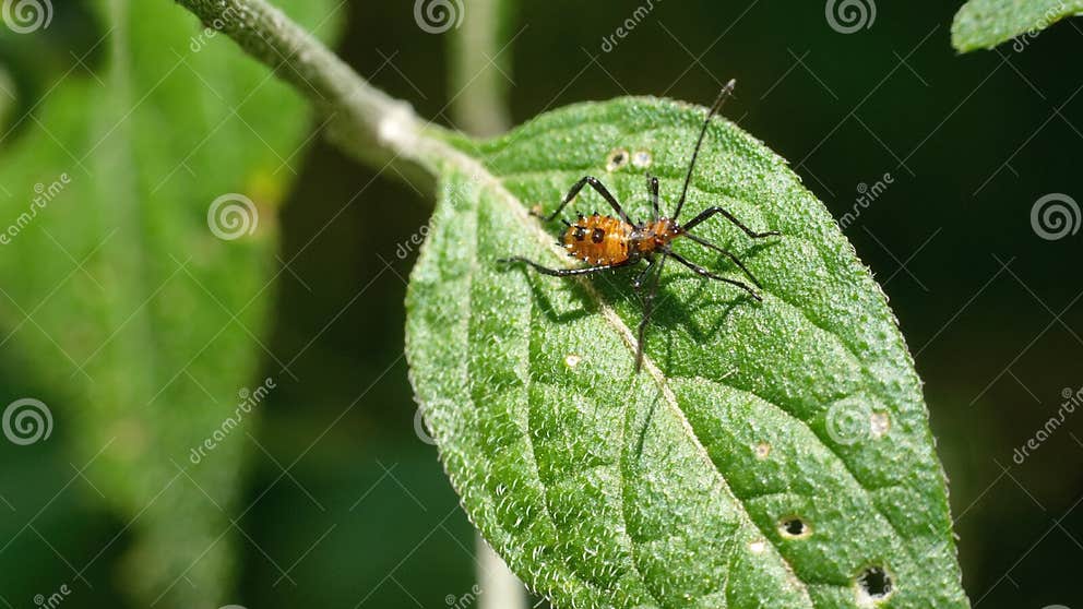 Leaf-footed Bug Nymph on a Leaf Stock Photo - Image of nymph ...