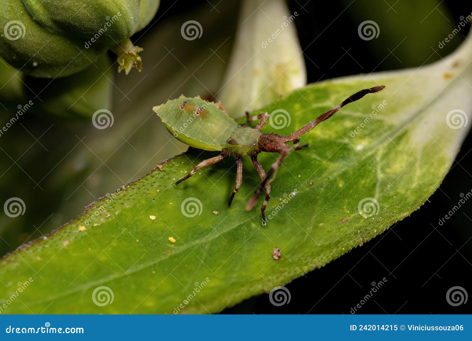 Leaf-footed Bug Nymph stock image. Image of macro, plant - 242014215