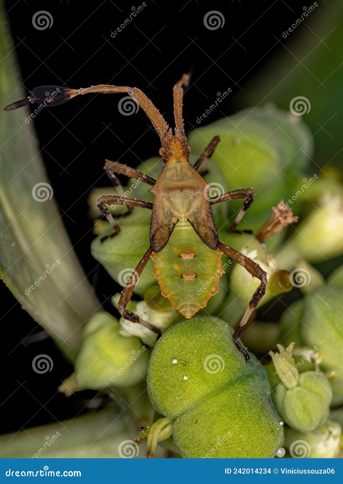 Leaf-footed Bug Nymph stock photo. Image of fauna, natural - 242014234