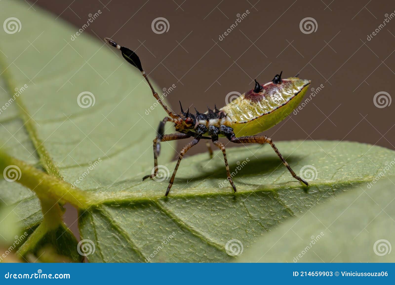 Leaf-footed Bug Nymph stock image. Image of pentatomomorph - 214659903