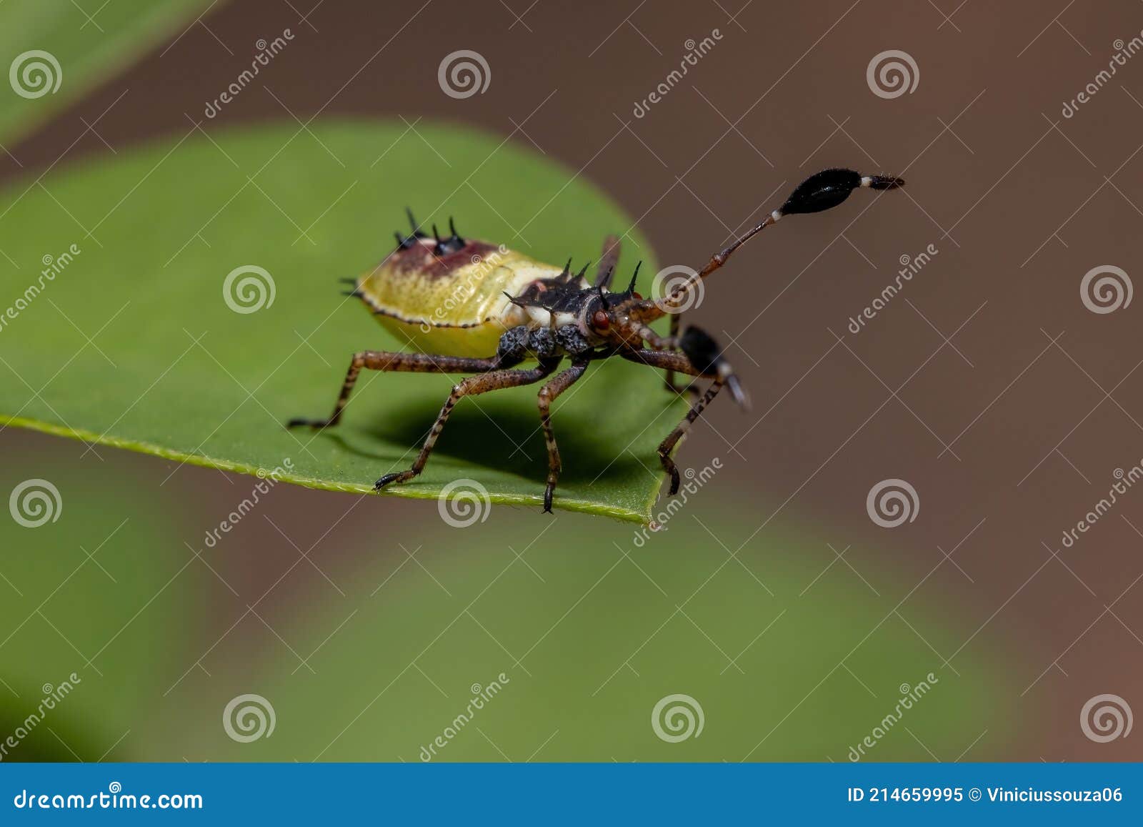 Leaf-footed Bug Nymph stock image. Image of athaumastus - 214659995