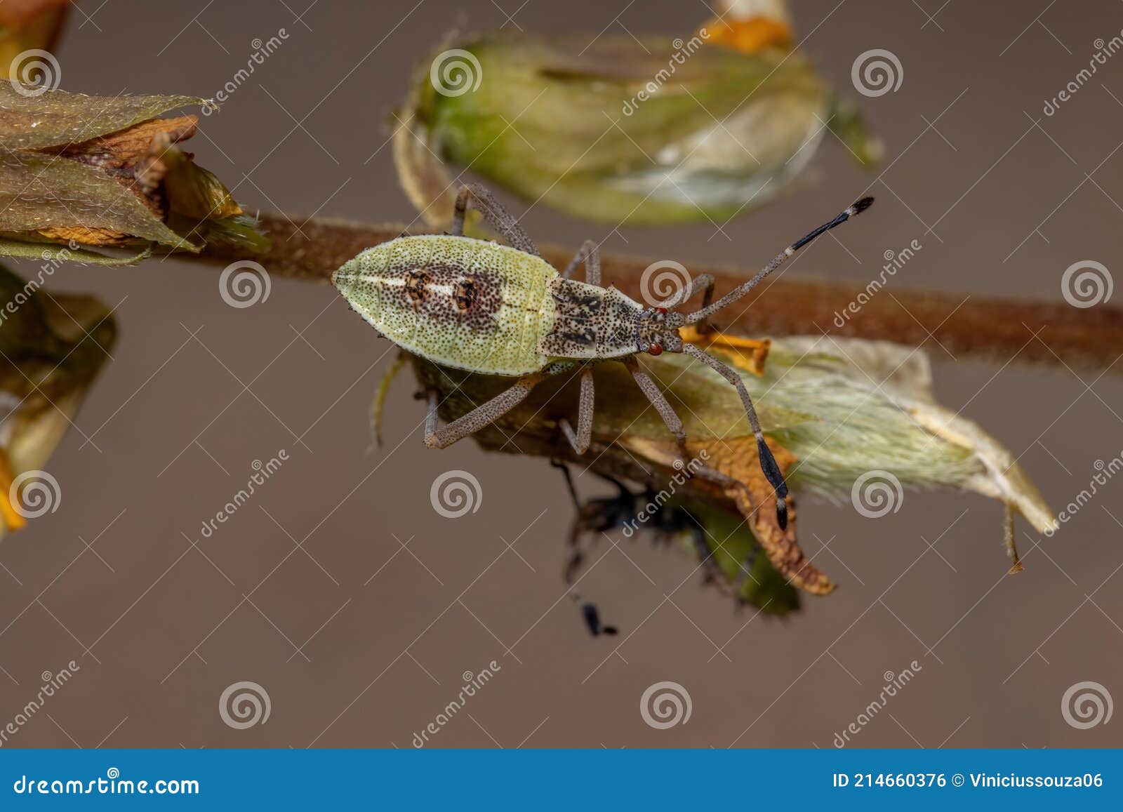 Leaf-footed Bug Nymph stock photo. Image of leaffooted - 214660376