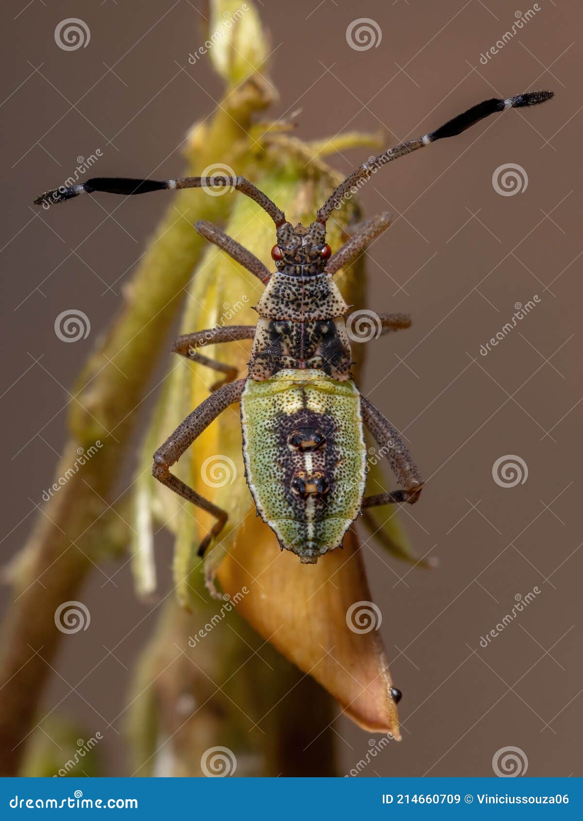 Leaf-footed Bug Nymph stock image. Image of arthropoda - 214660709