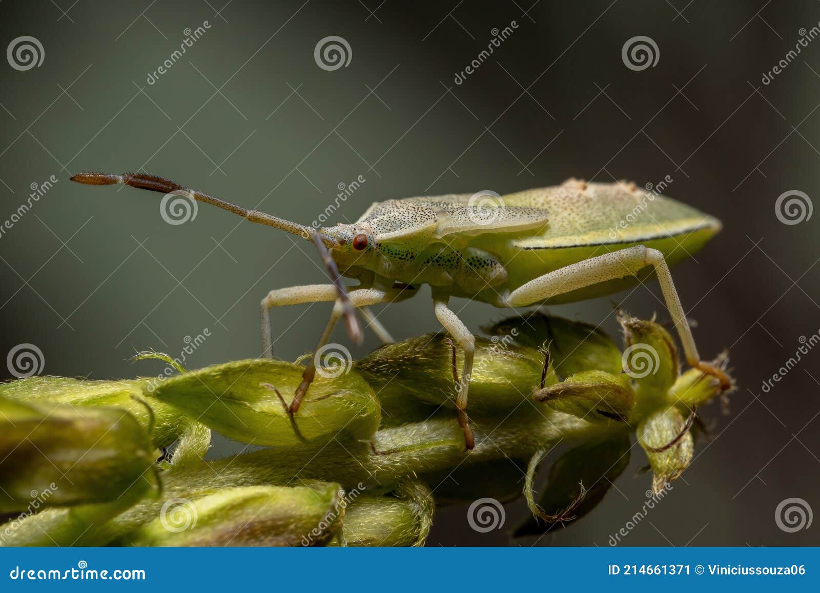 Leaf-footed Bug Nymph stock image. Image of pentatomomorpha - 214661371