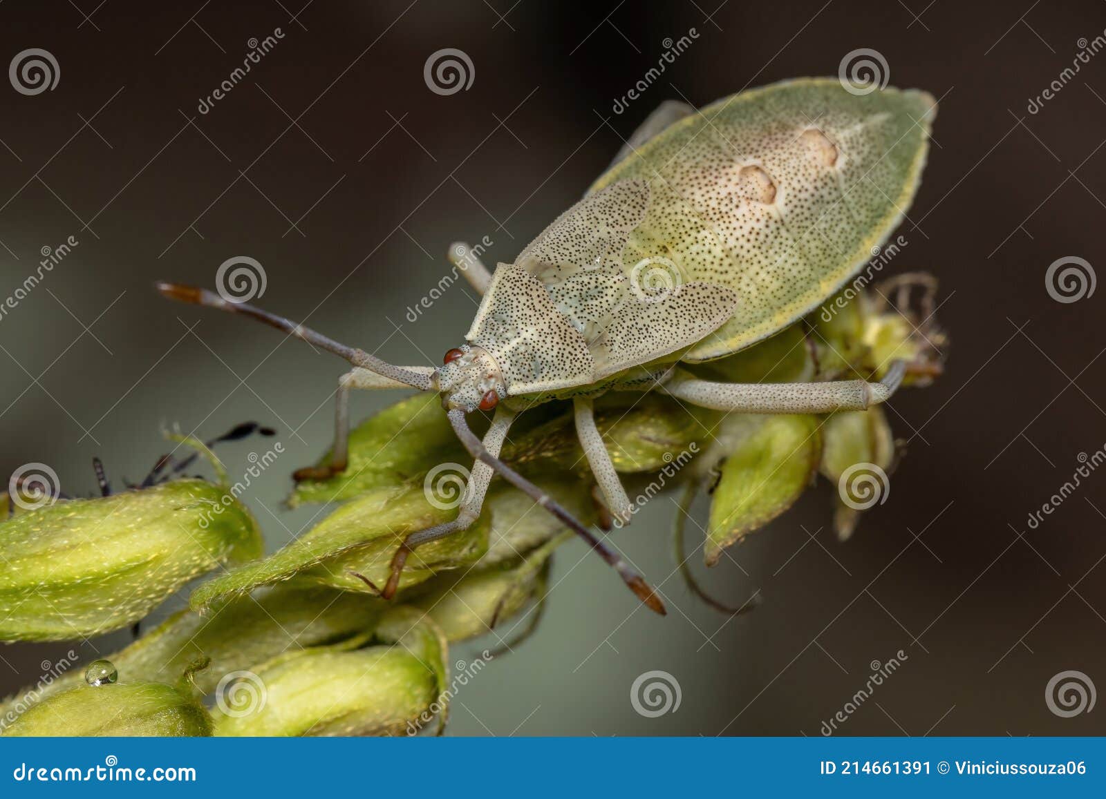 Leaf-footed Bug Nymph stock image. Image of leaffooted - 214661391