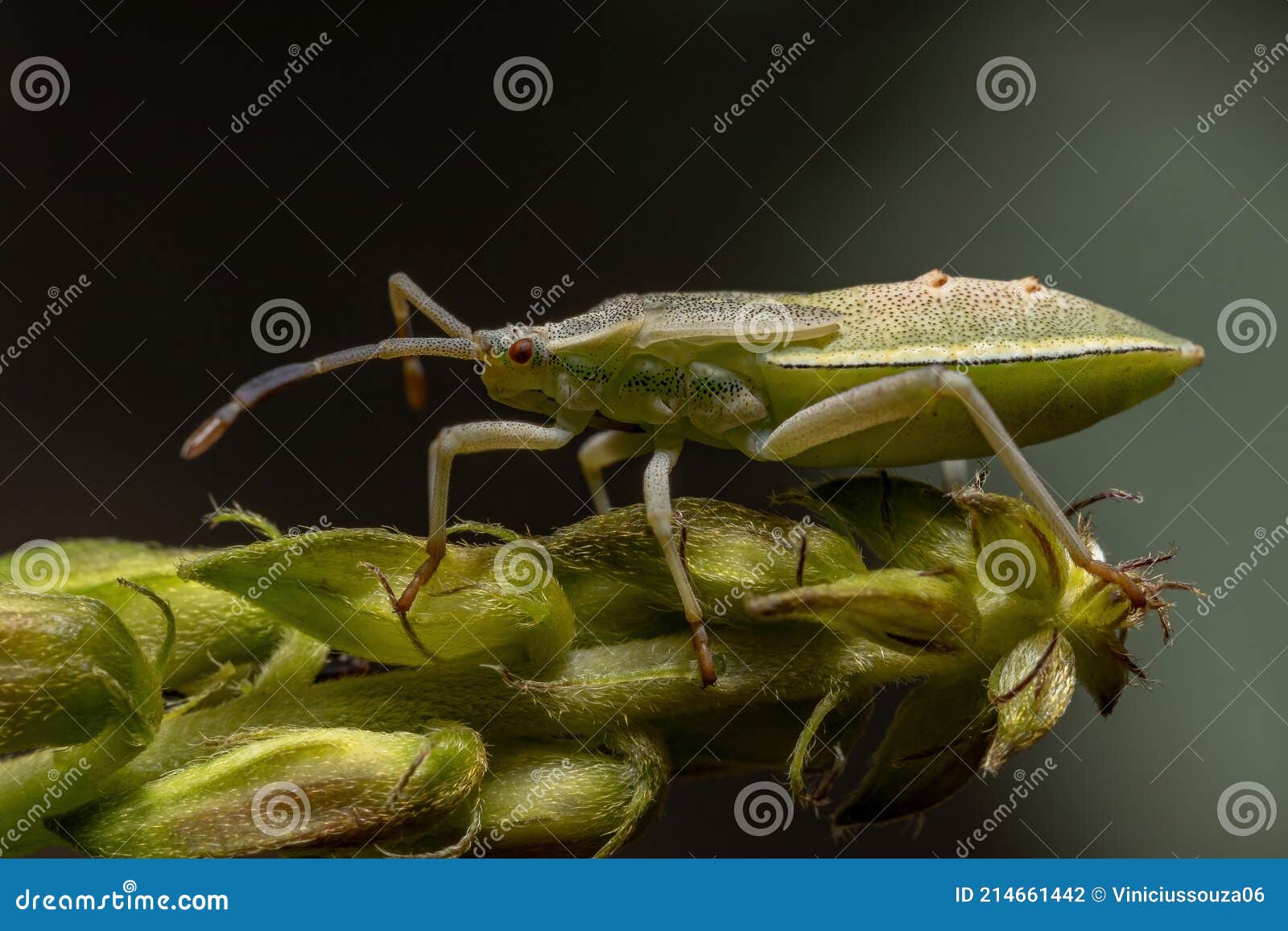 Leaf-footed Bug Nymph stock photo. Image of insect, nature - 214661442