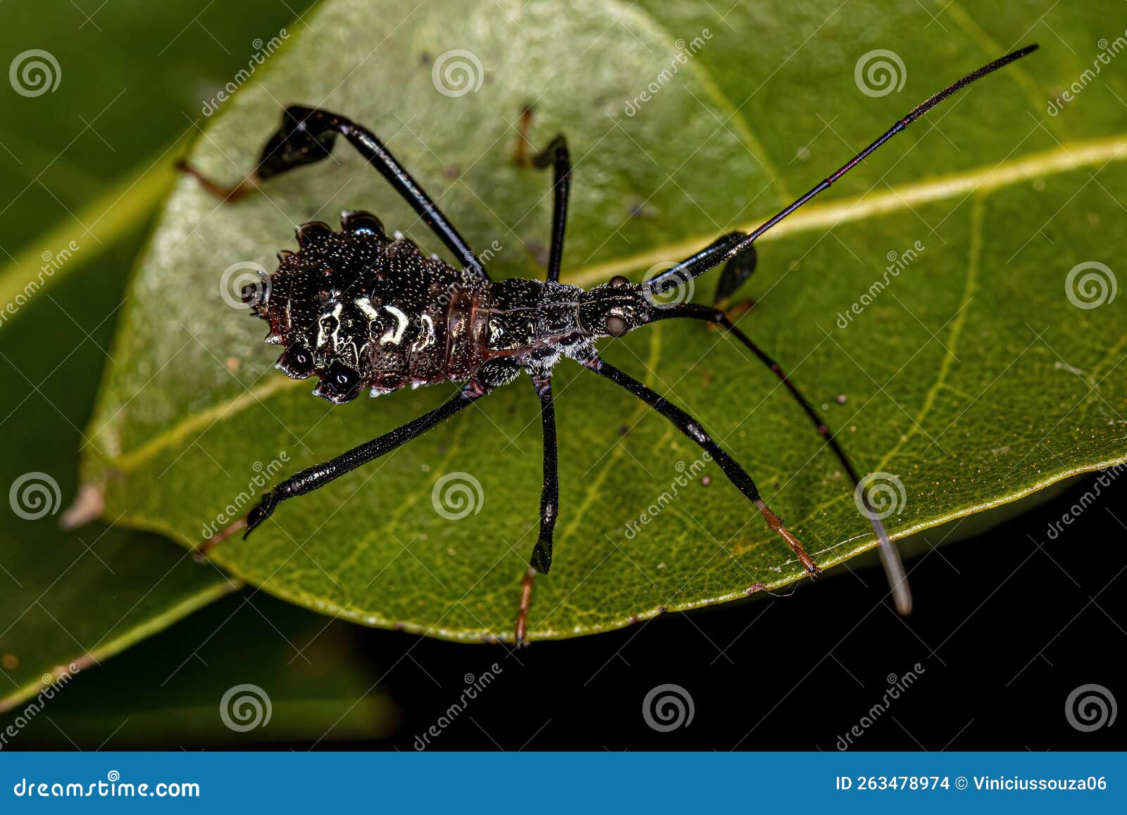 Subfamily Coreidae Stock Photos - Free & Royalty-Free Stock Photos from ...