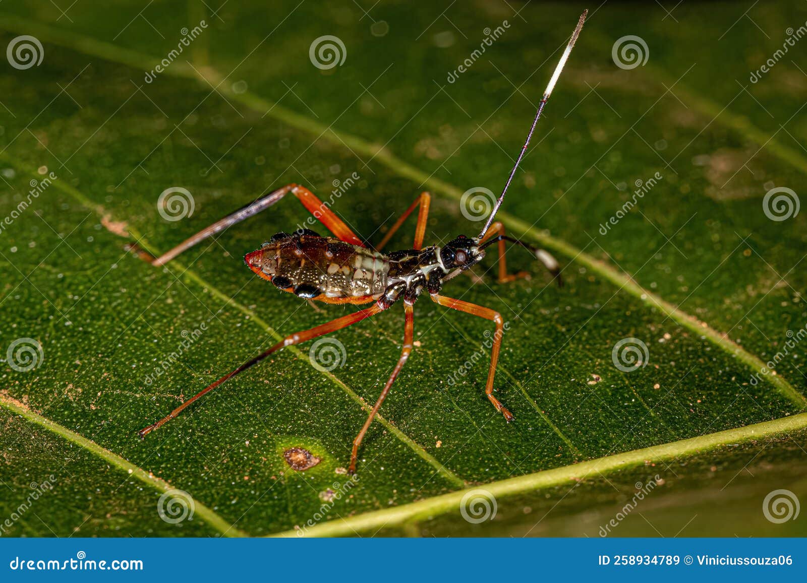 Leaf-footed Bug nymph stock image. Image of animal, leaffooted - 258934789