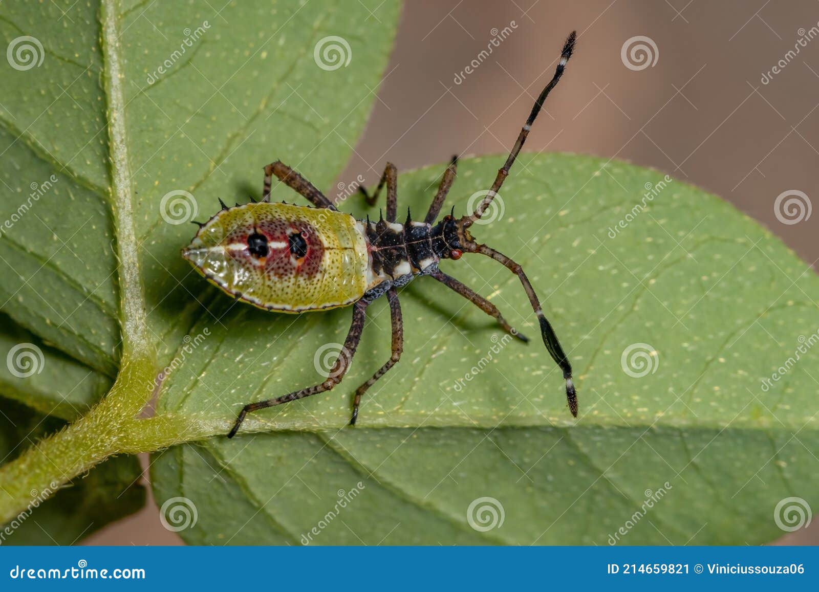 Leaf-footed Bug Nymph stock image. Image of macro, detail - 214659821