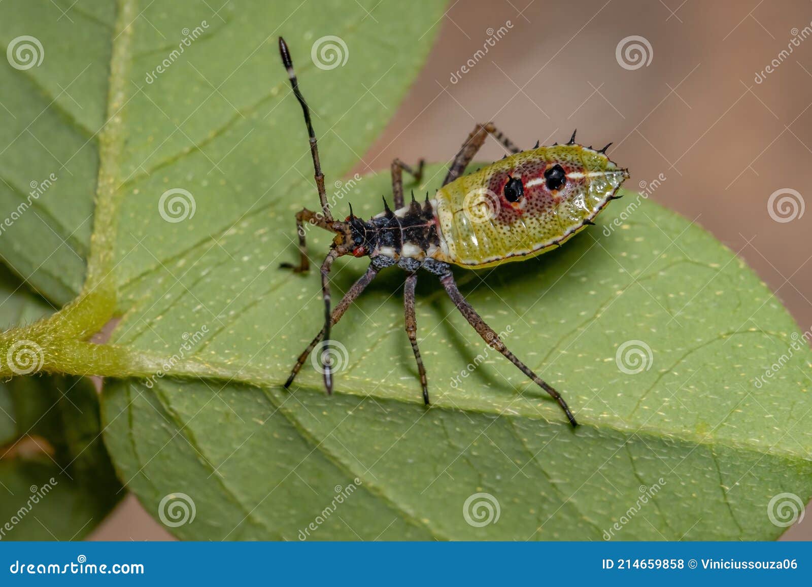 Leaf-footed Bug Nymph stock photo. Image of arthropoda - 214659858