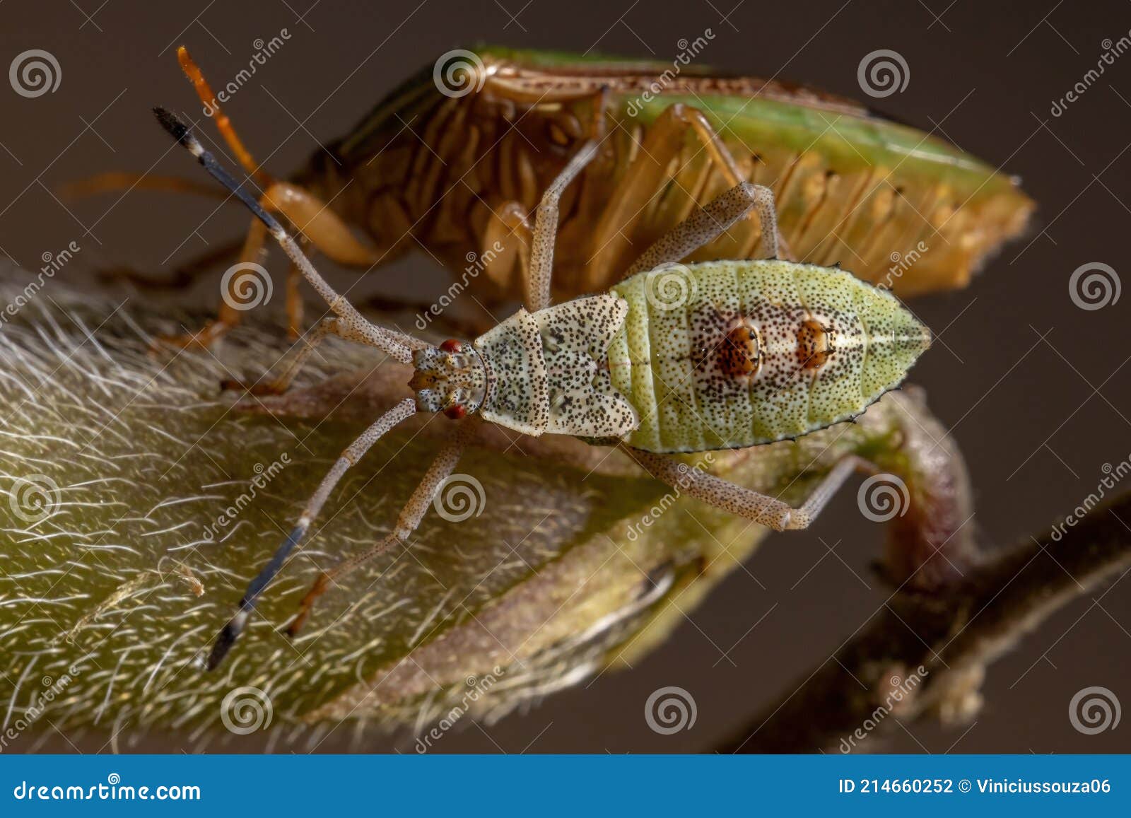 Leaf-footed Bug Nymph stock photo. Image of hemiptera - 214660252
