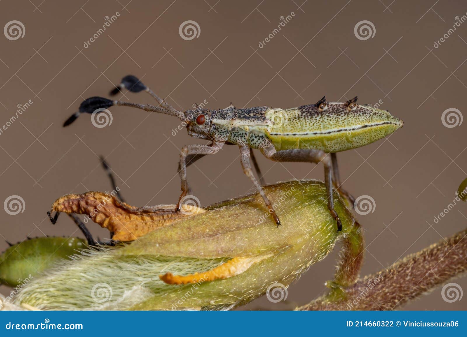 Leaf-footed Bug Nymph stock photo. Image of insecta - 214660322