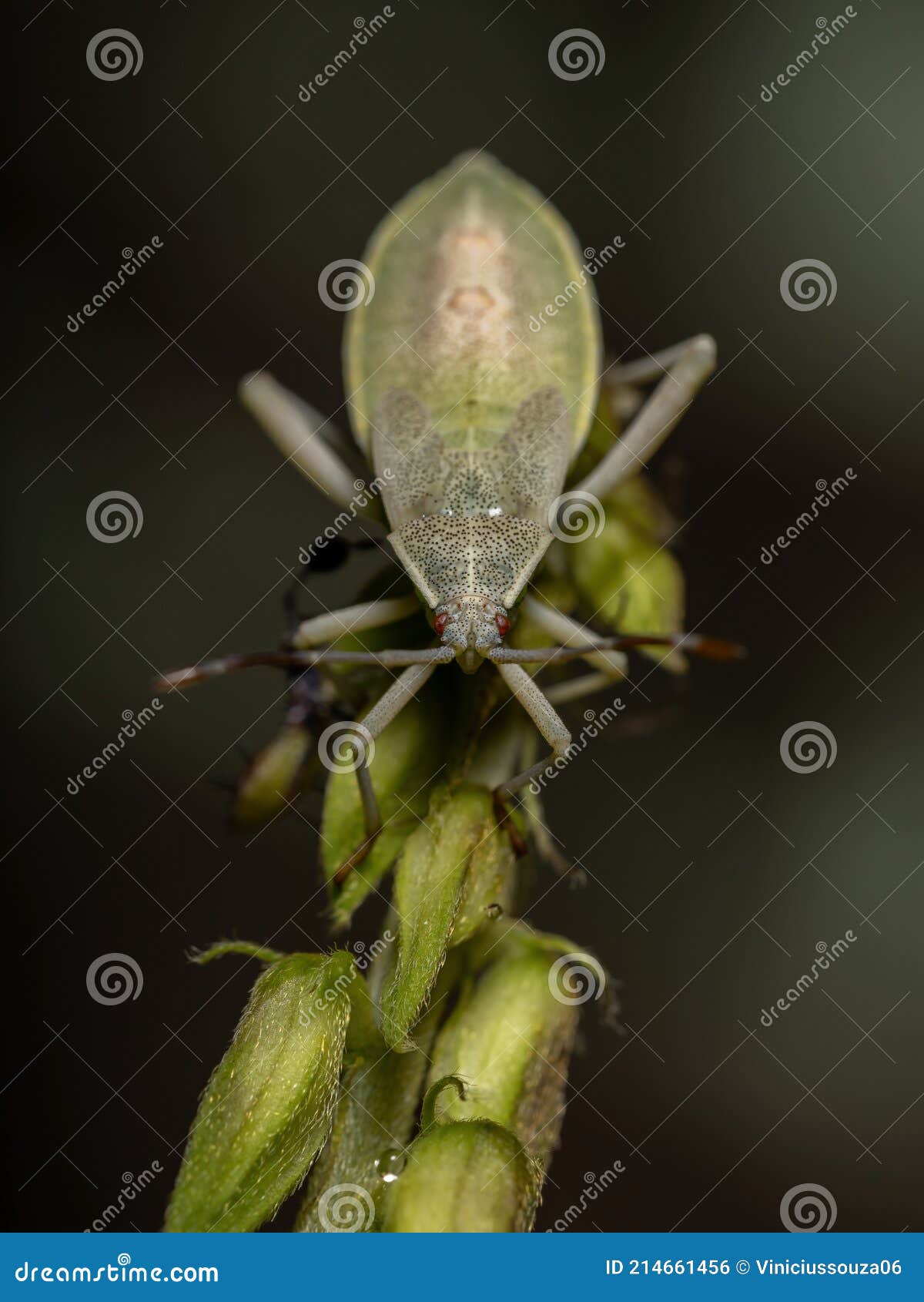 Leaf-footed Bug Nymph stock photo. Image of arthropoda - 214661456