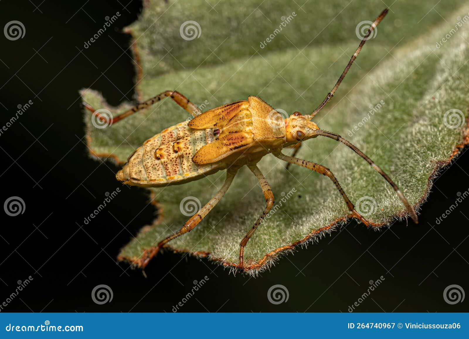 Leaf footed Bug Nymph stock image. Image of insecta - 264740967