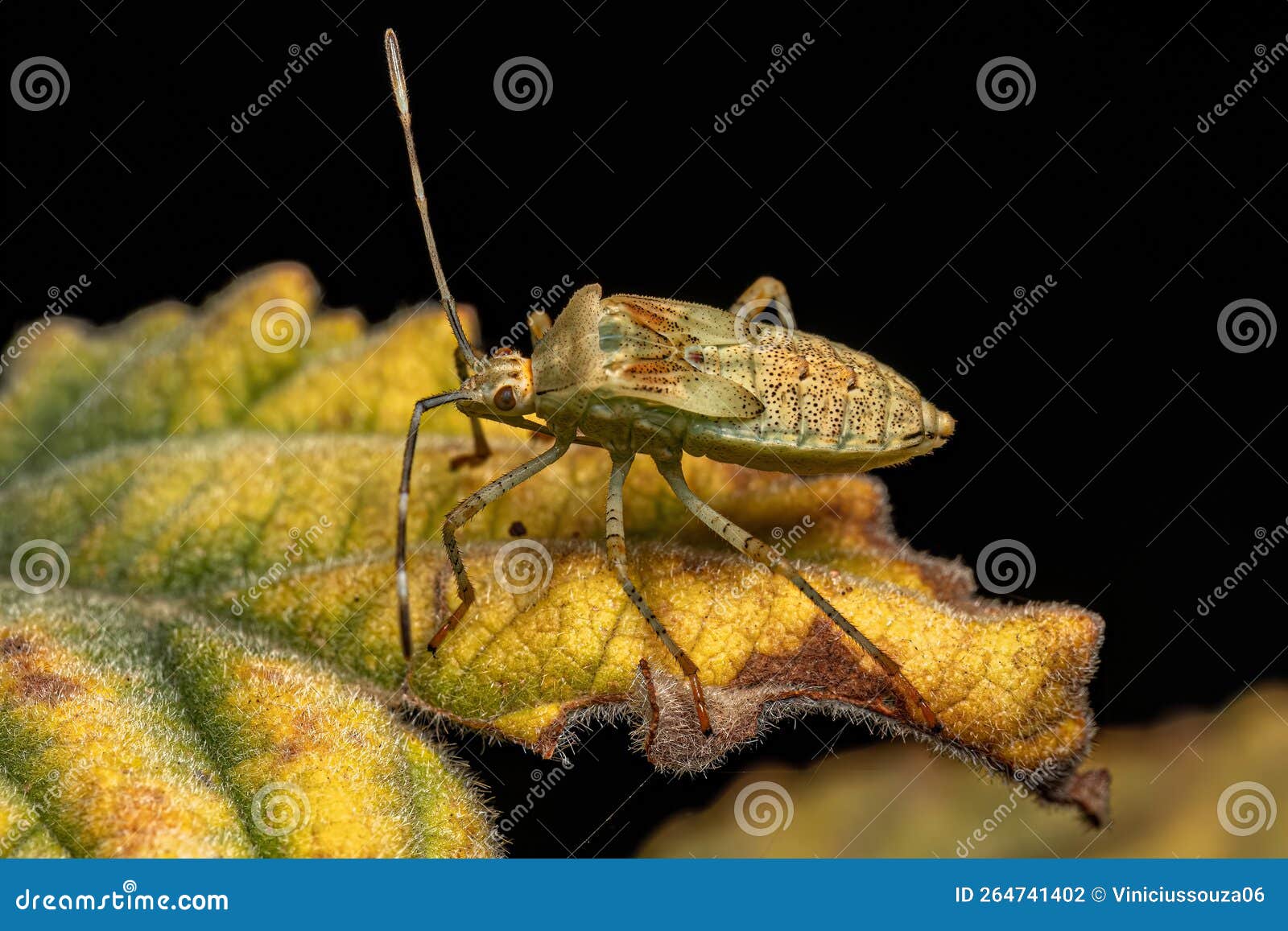 Leaf footed Bug Nymph stock photo. Image of entomology - 264741402