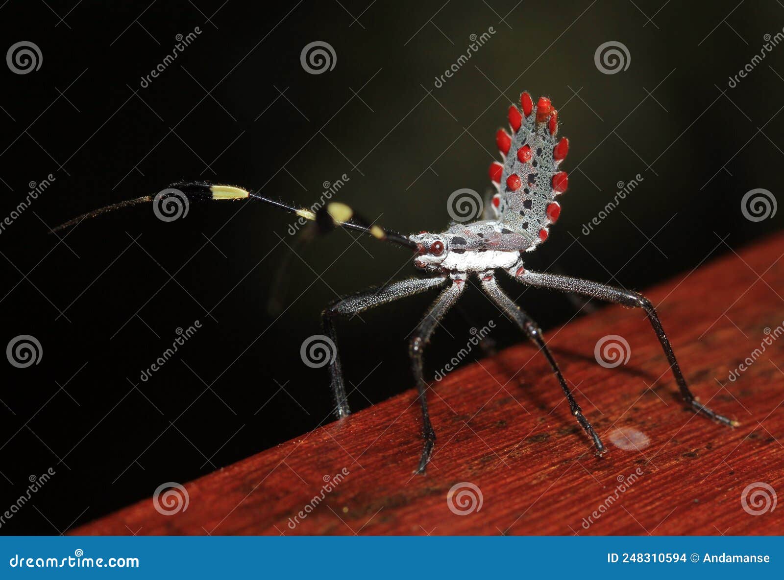 Leaf-footed Bug Nymph stock photo. Image of nymph, footed - 248310594