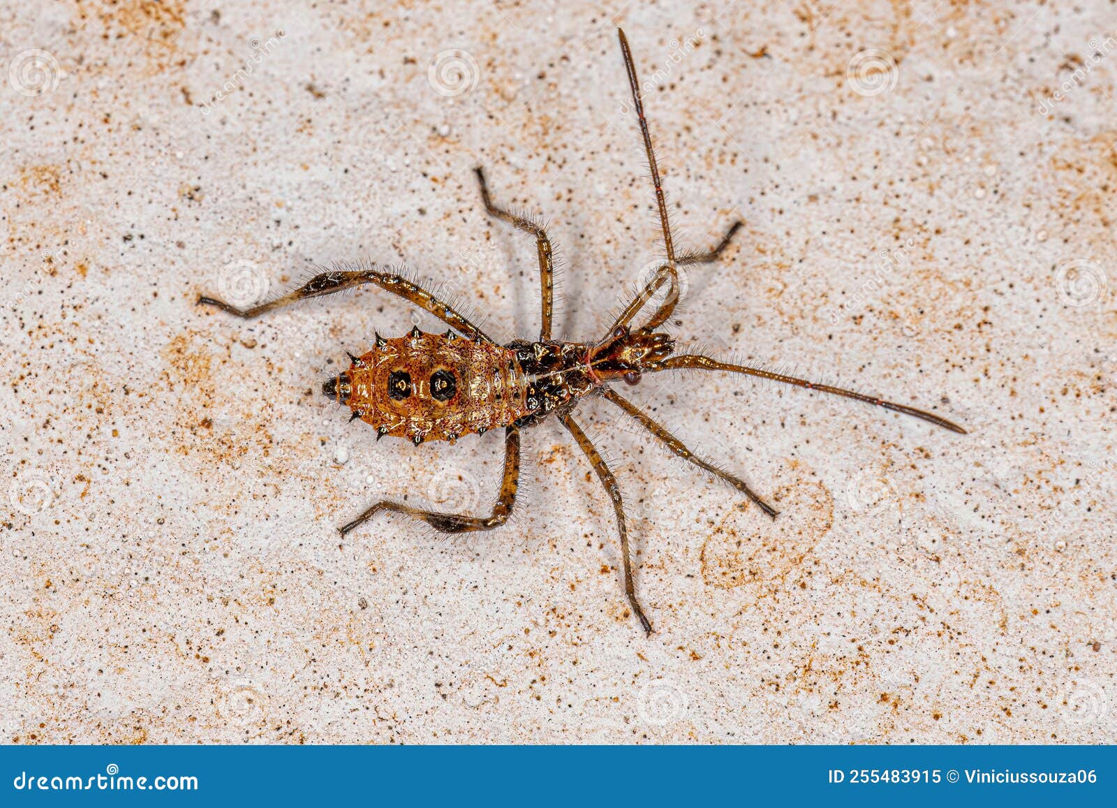 Leaf-footed Bug nymph stock image. Image of insect, coupling - 255483915 Leaf-footed Bug nymph stock image. Image of insect, coupling - 255483915