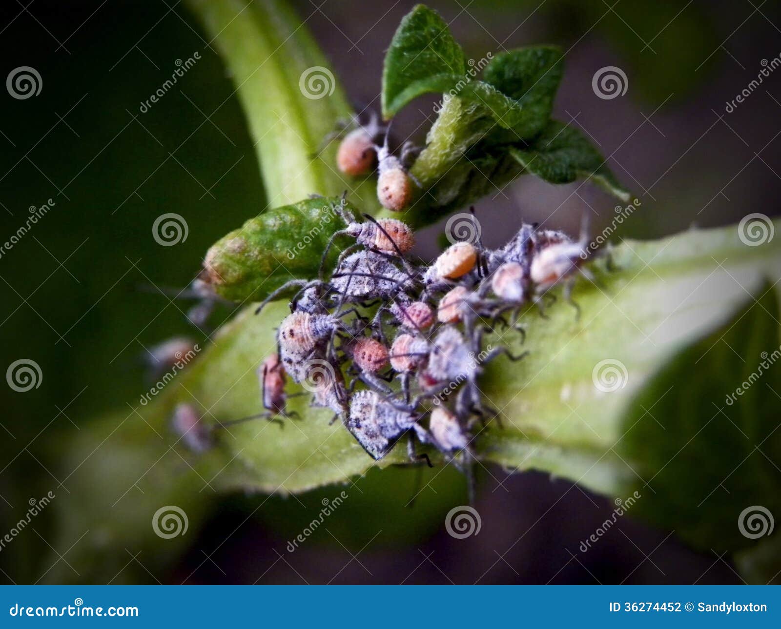Leaf-footed bug nymphs stock photo. Image of stinkbugs - 36274452