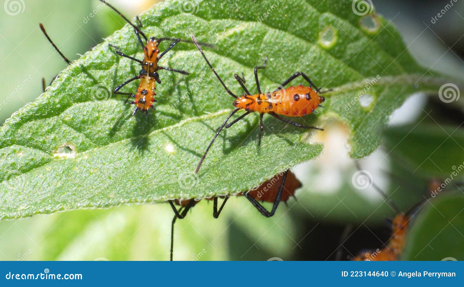 Leaf-footed Bug Nymphs on a Leaf Stock Photo - Image of village ...