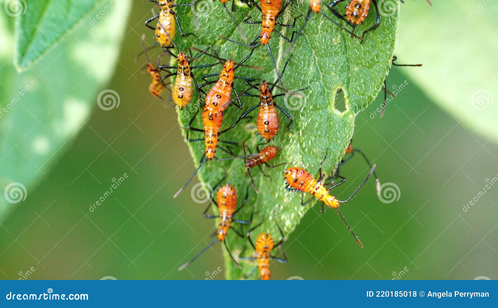 Leaf-footed Bug Nymphs on a Leaf Stock Photo - Image of nymphs, insect ...