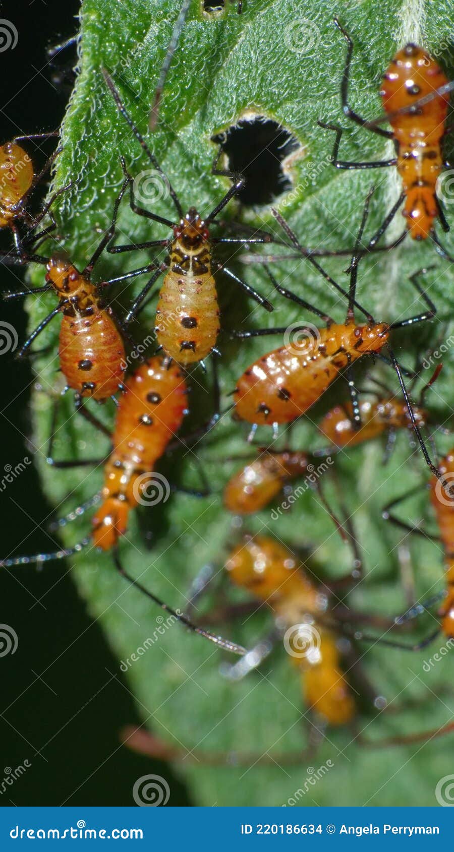 Leaf-footed Bug Nymphs on a Leaf Stock Photo - Image of ecaudor, green ...