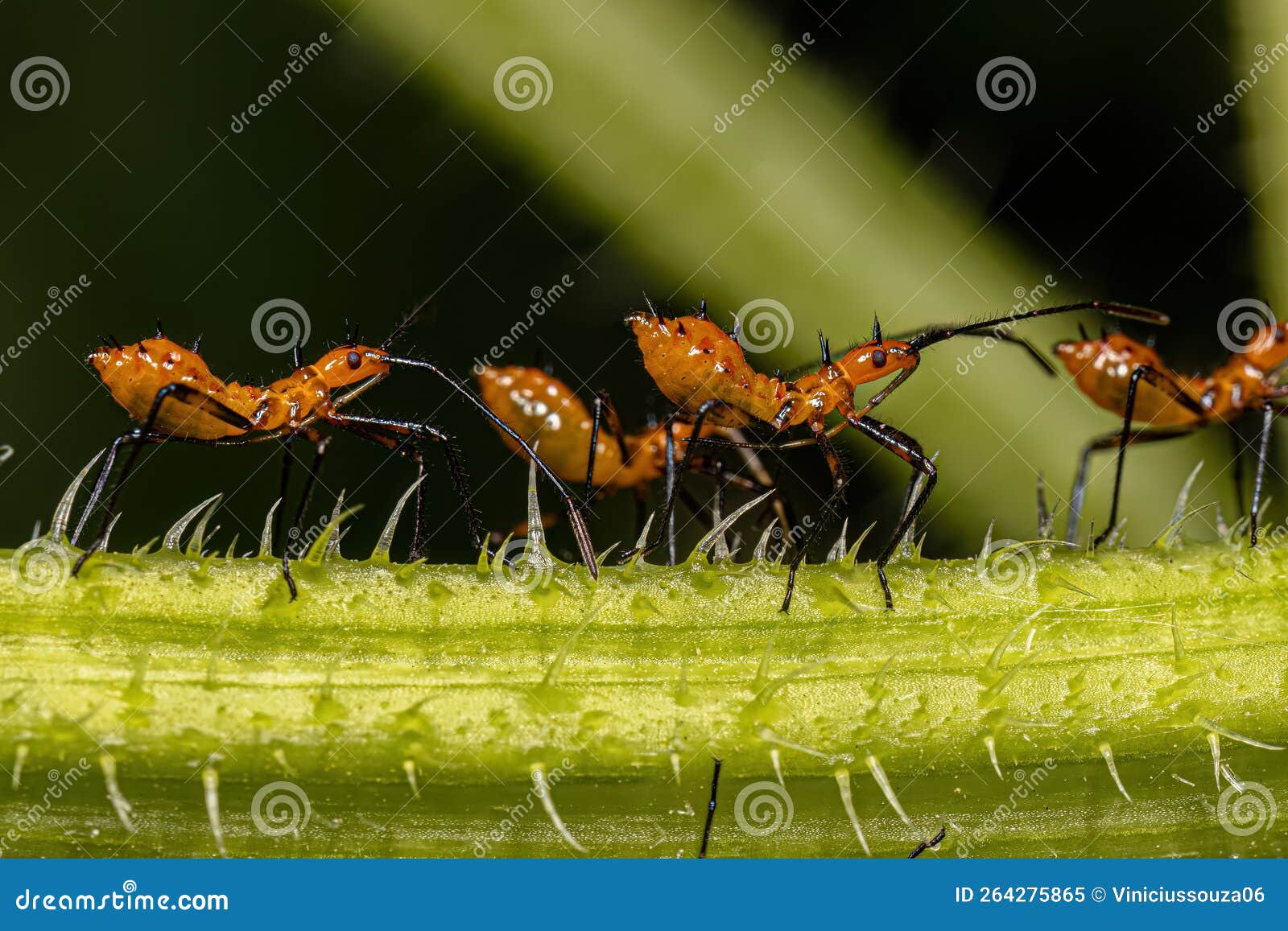 Leaf-footed Bug Nymphs stock image. Image of leaf, detail - 264275865