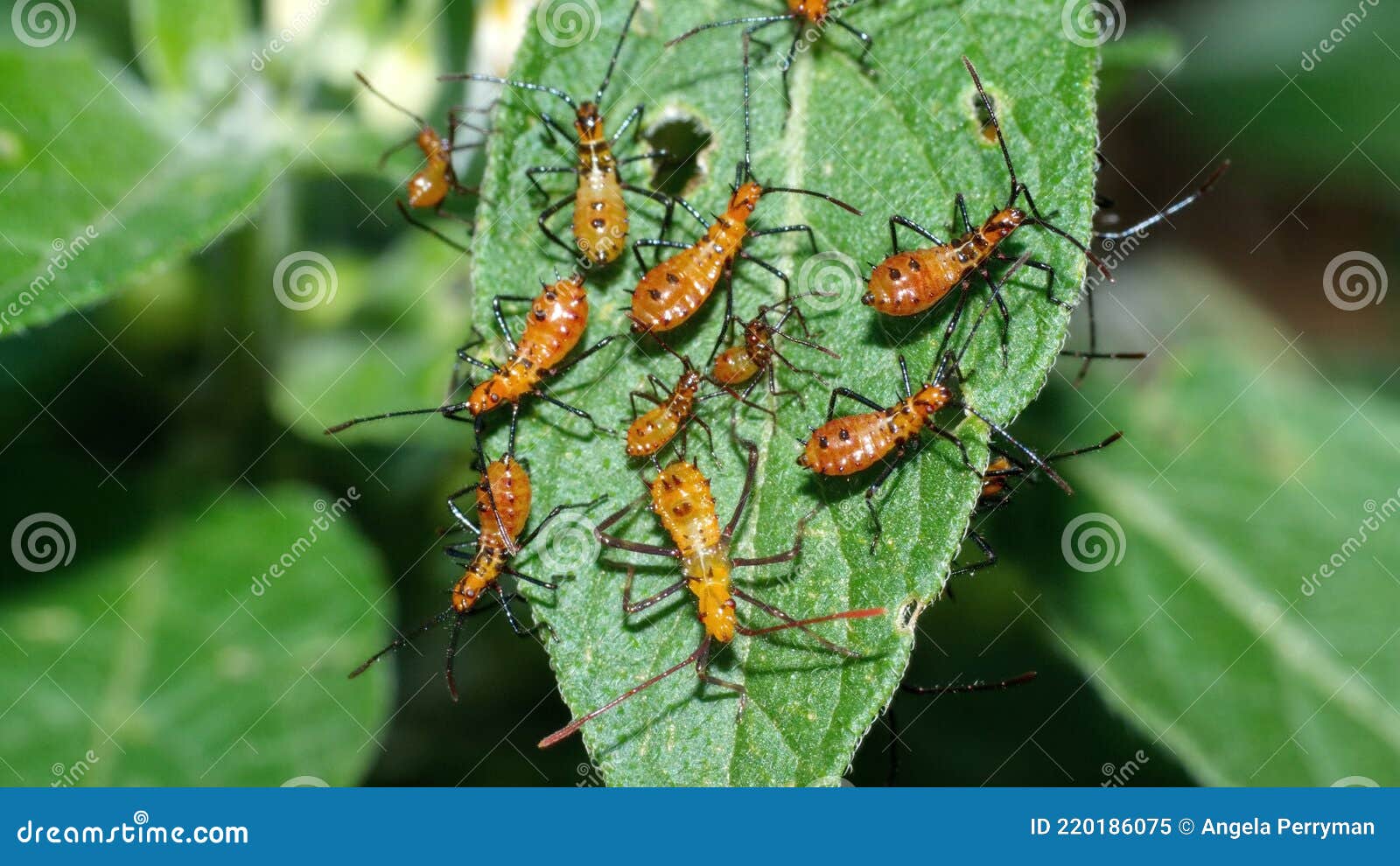 Leaf-footed Bug Nymphs on a Leaf Stock Image - Image of leaf, green ...