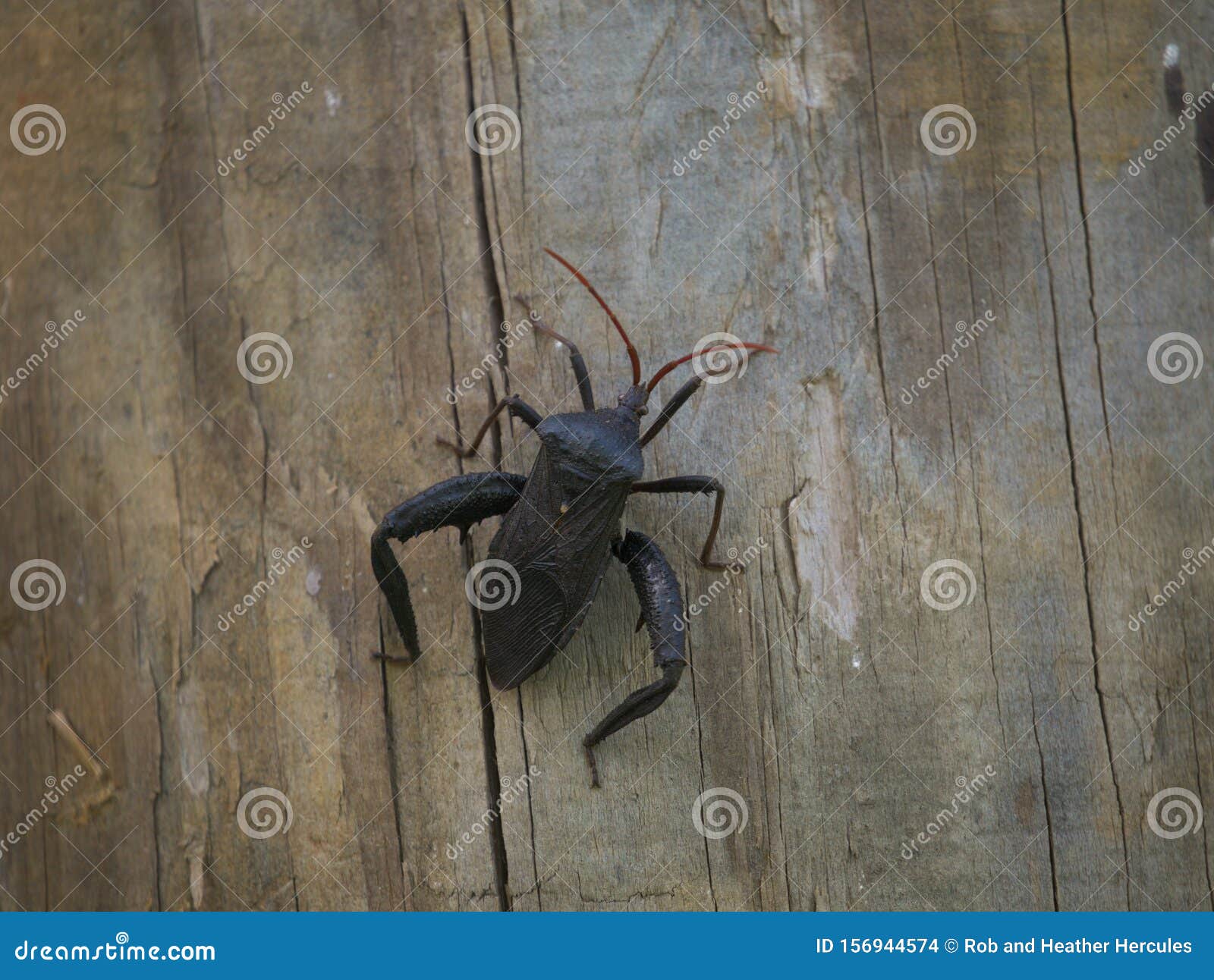 Leaf-footed Bug Stink Bug Climbing a Power Pole Stock Photo - Image of ...
