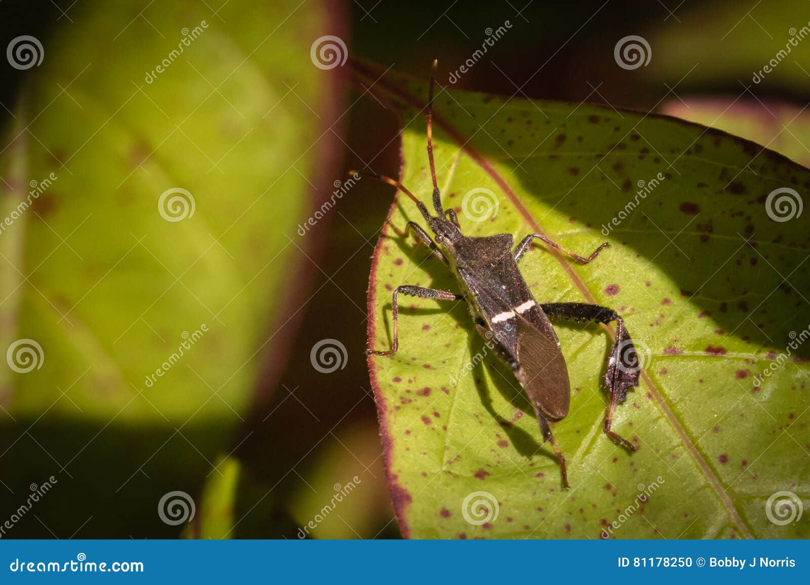 Leaf Footed Bug stock photo. Image of bush, footed, green - 81178250