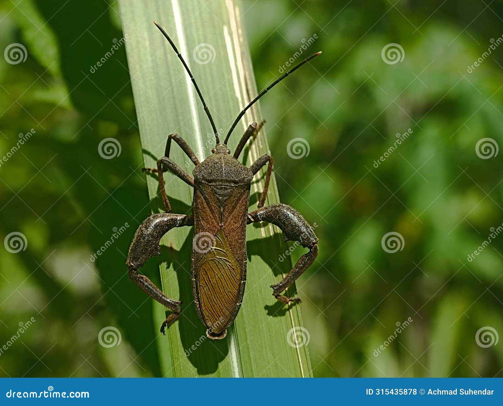 Leaf-footed Bugs Family Coreidae. Euthochtha Galeator. the Grasshopper ...