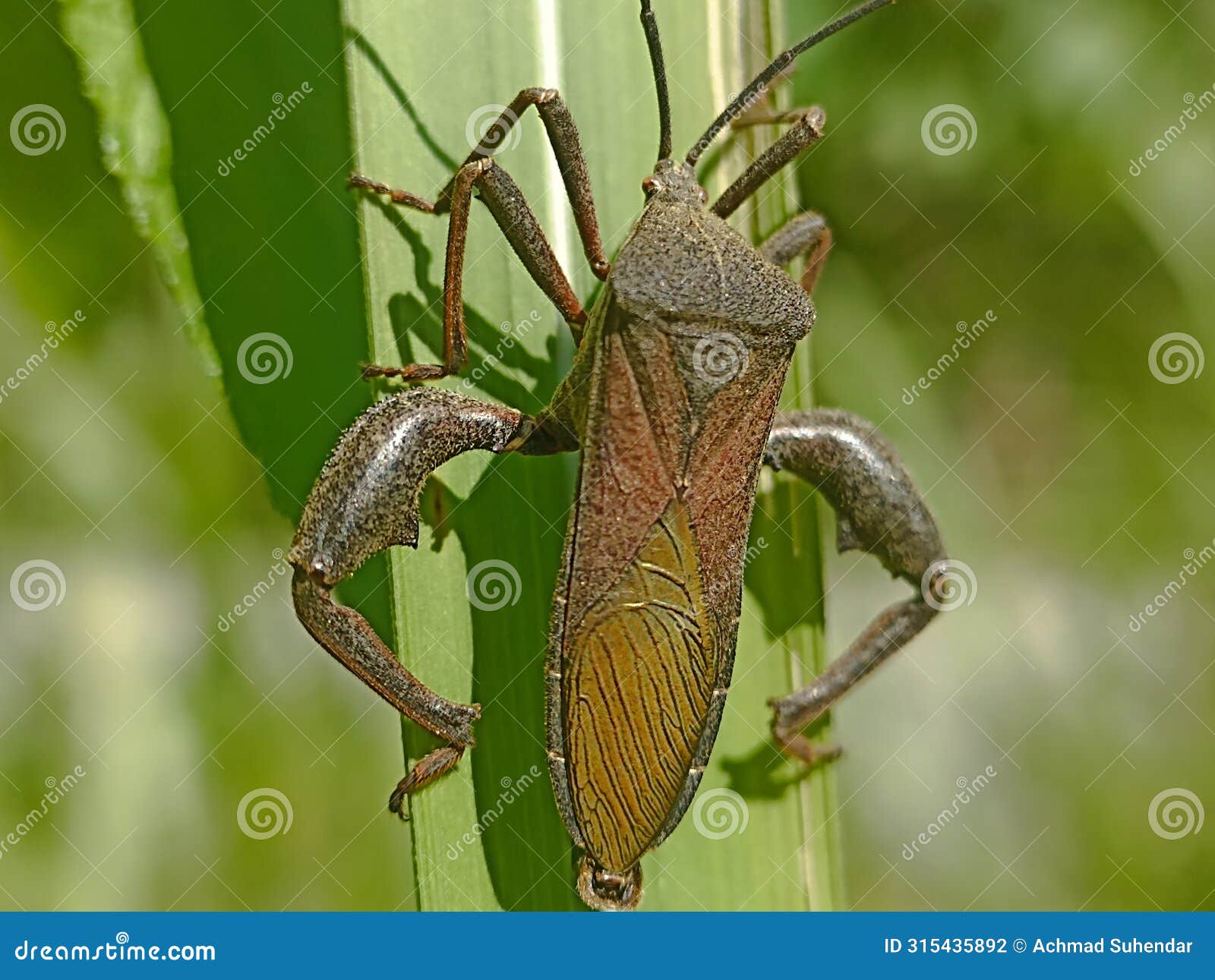 Leaf-footed Bugs Family Coreidae. Euthochtha Galeator. the Grasshopper ...