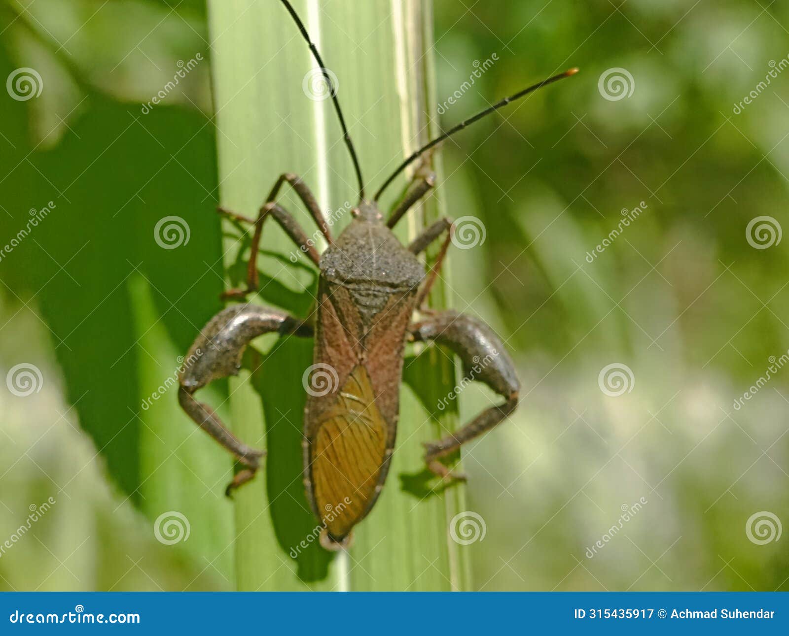 Leaf-footed Bugs Family Coreidae. Euthochtha Galeator. the Grasshopper ...