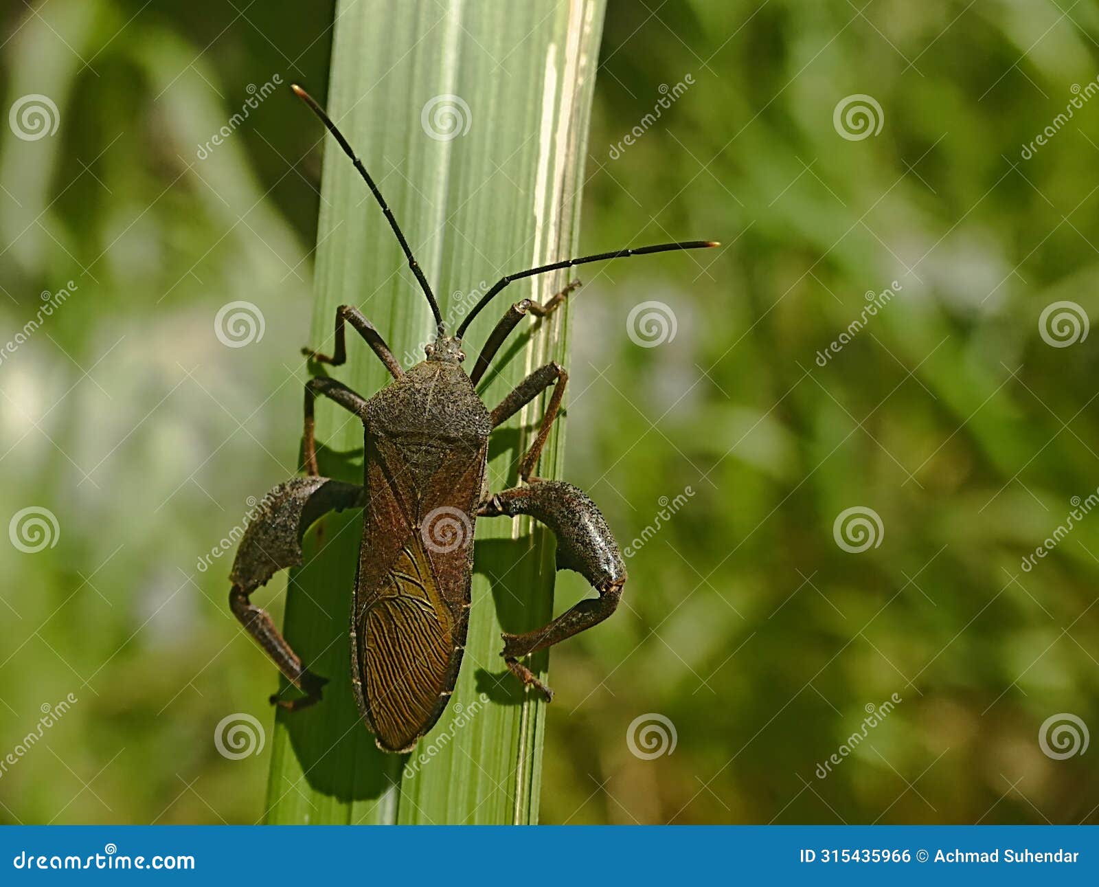 Leaf-footed Bugs Family Coreidae. Euthochtha Galeator. the Grasshopper ...