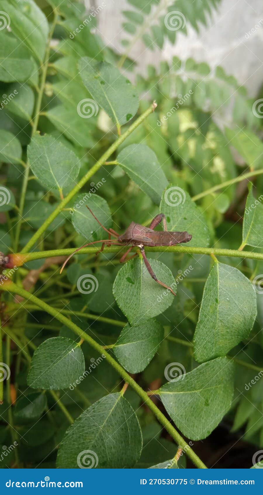Leaf-footed Bugs: Unique Bugs with Leaf Legs Stock Image - Image of ...