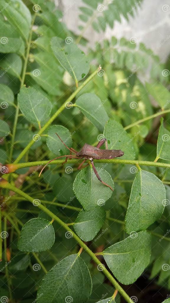 Leaf-footed Bugs: Unique Bugs with Leaf Legs Stock Image - Image of ...