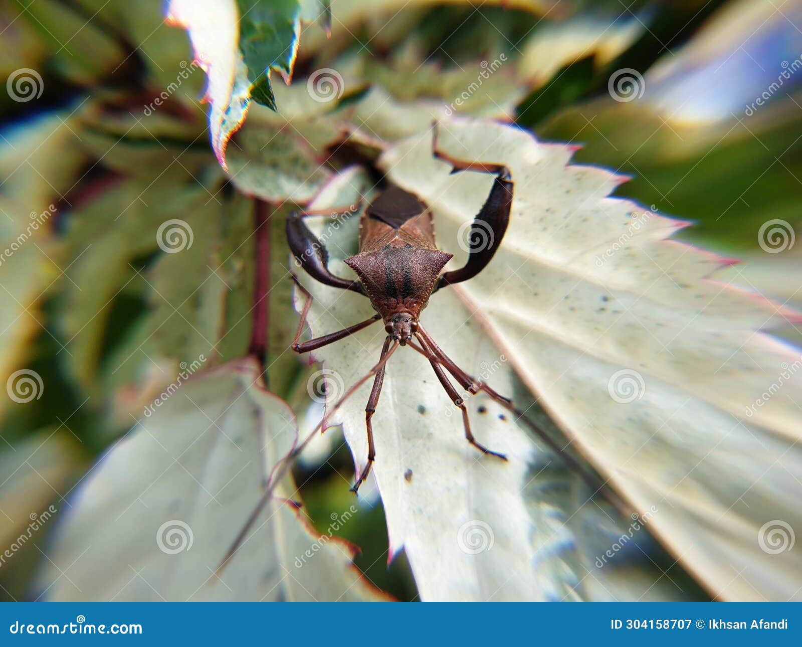 Leaf-footed Lice (Family Coreidae) are a Family of the Insecta Class ...