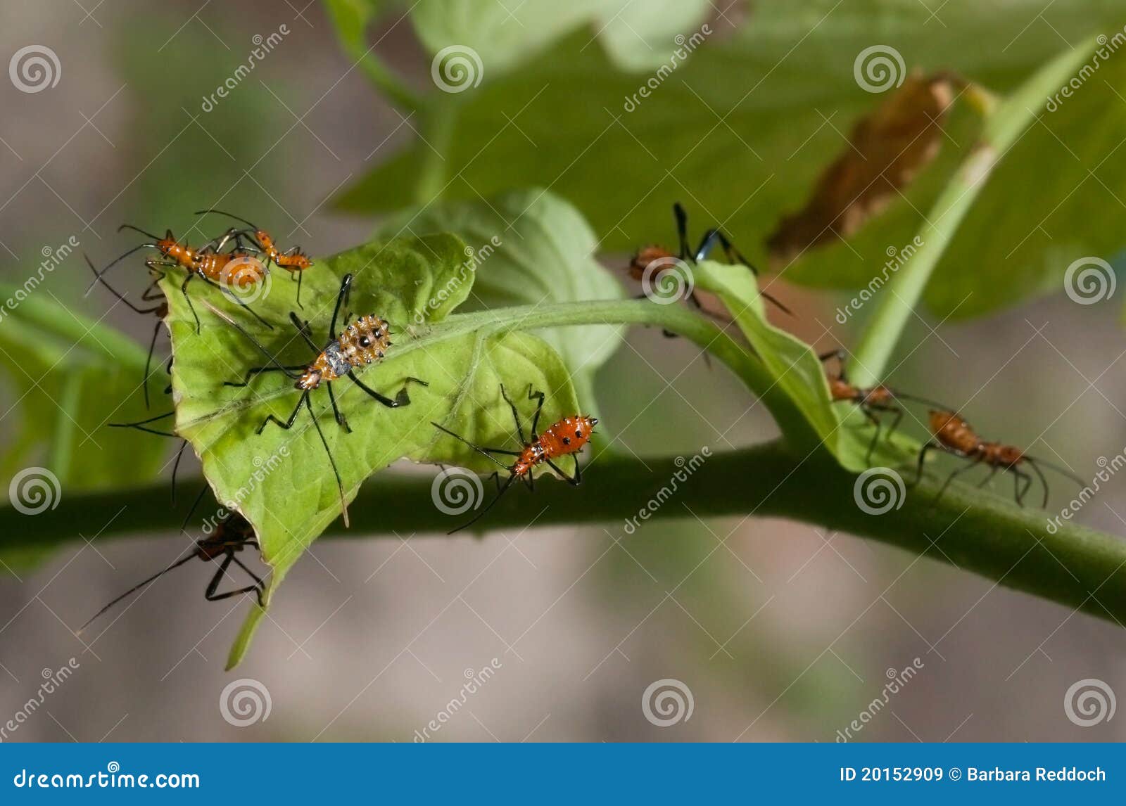 Leaf Footed Stink Bug Nymphs On Tomato Plant Leaf Picture. Image: 20152909