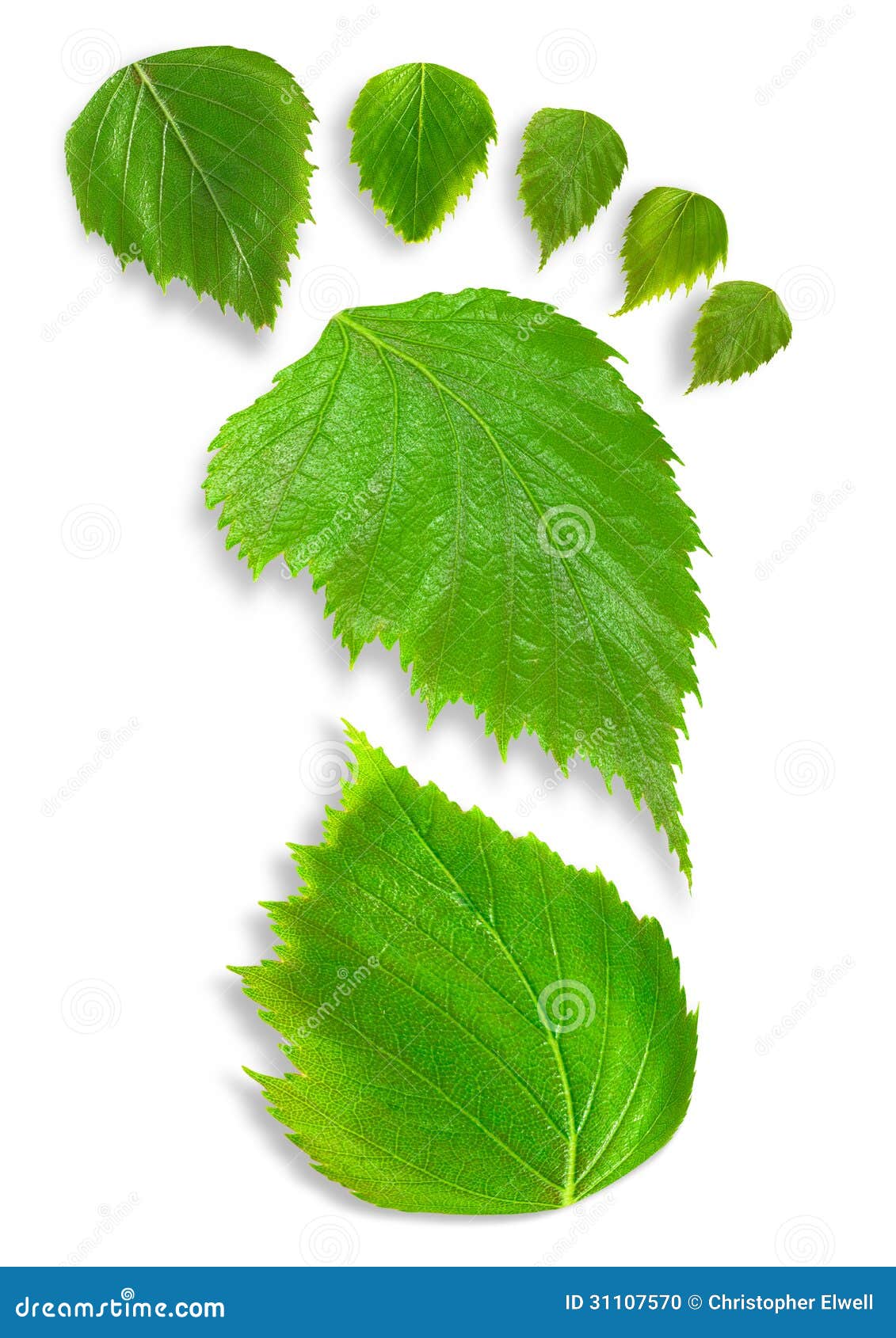 Leaf Footprint stock photo. Image of conservation, design - 31107570