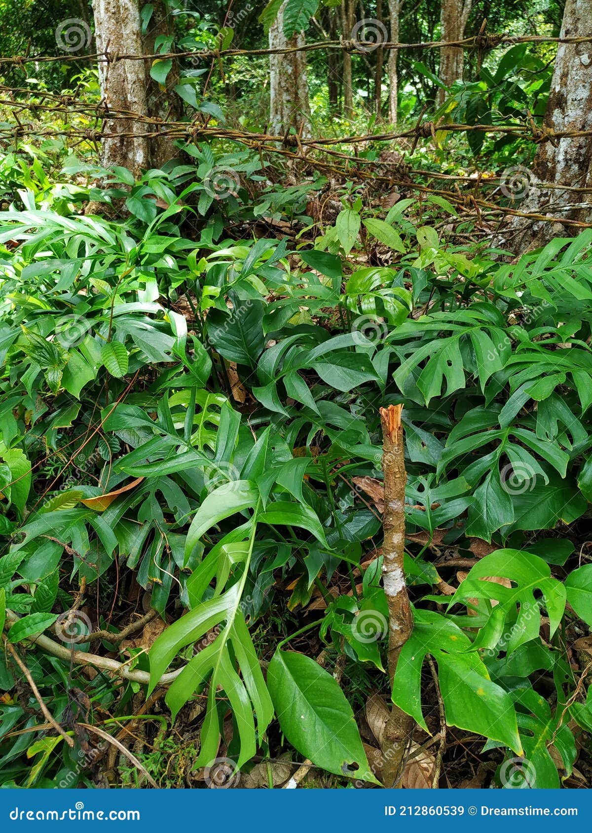 Leaf Forest Tree Monstera Green Nature Stock Image - Image of produce ...