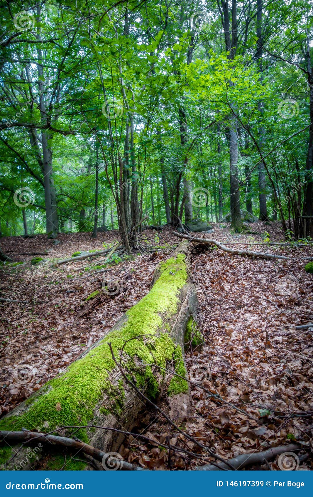 Leaf Forest with a Tree Trunk Laying on Forest Floor Covered with Thick ...