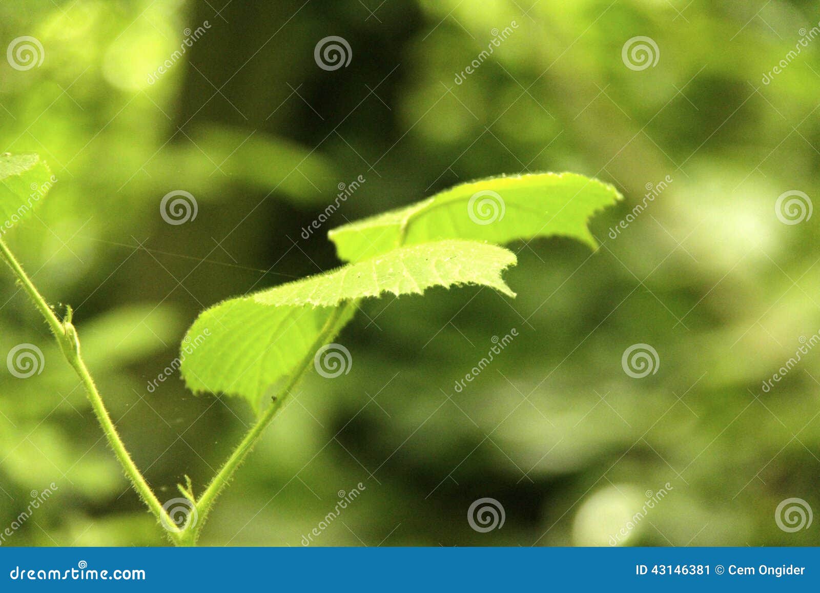 Special Leaf Forrest Stock Photos - Free & Royalty-Free Stock Photos ...