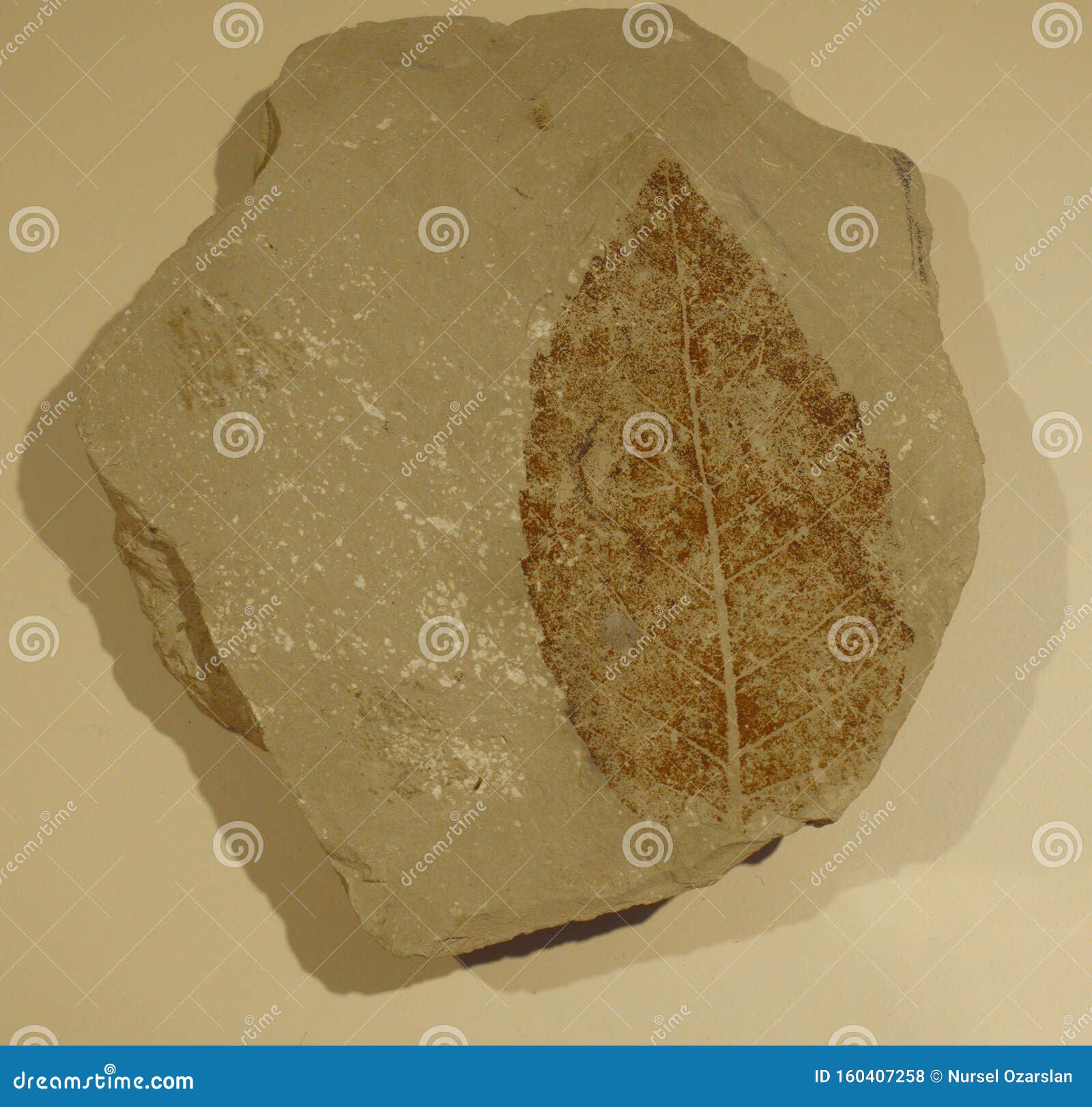 Leaf fossil stock photo. Image of rock, live, prehistoric - 160407258