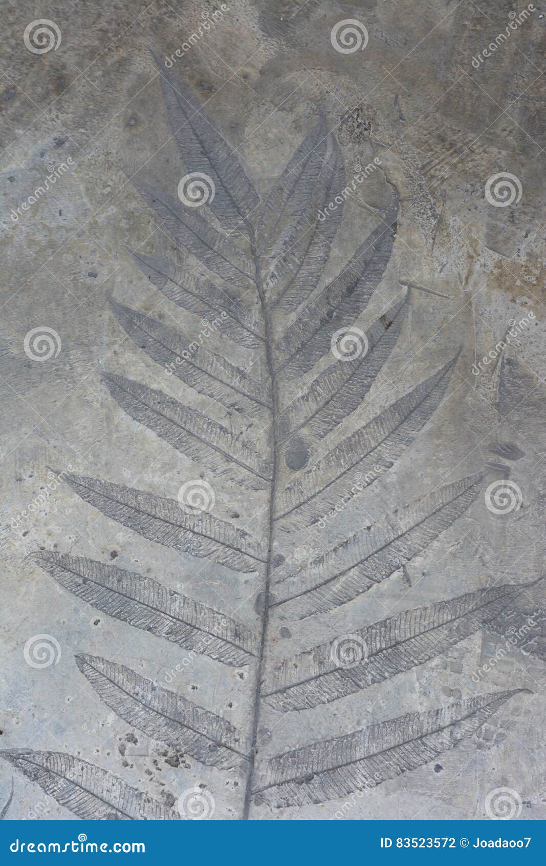 Leaf fossil in the rock stock photo. Image of backdrop - 83523572