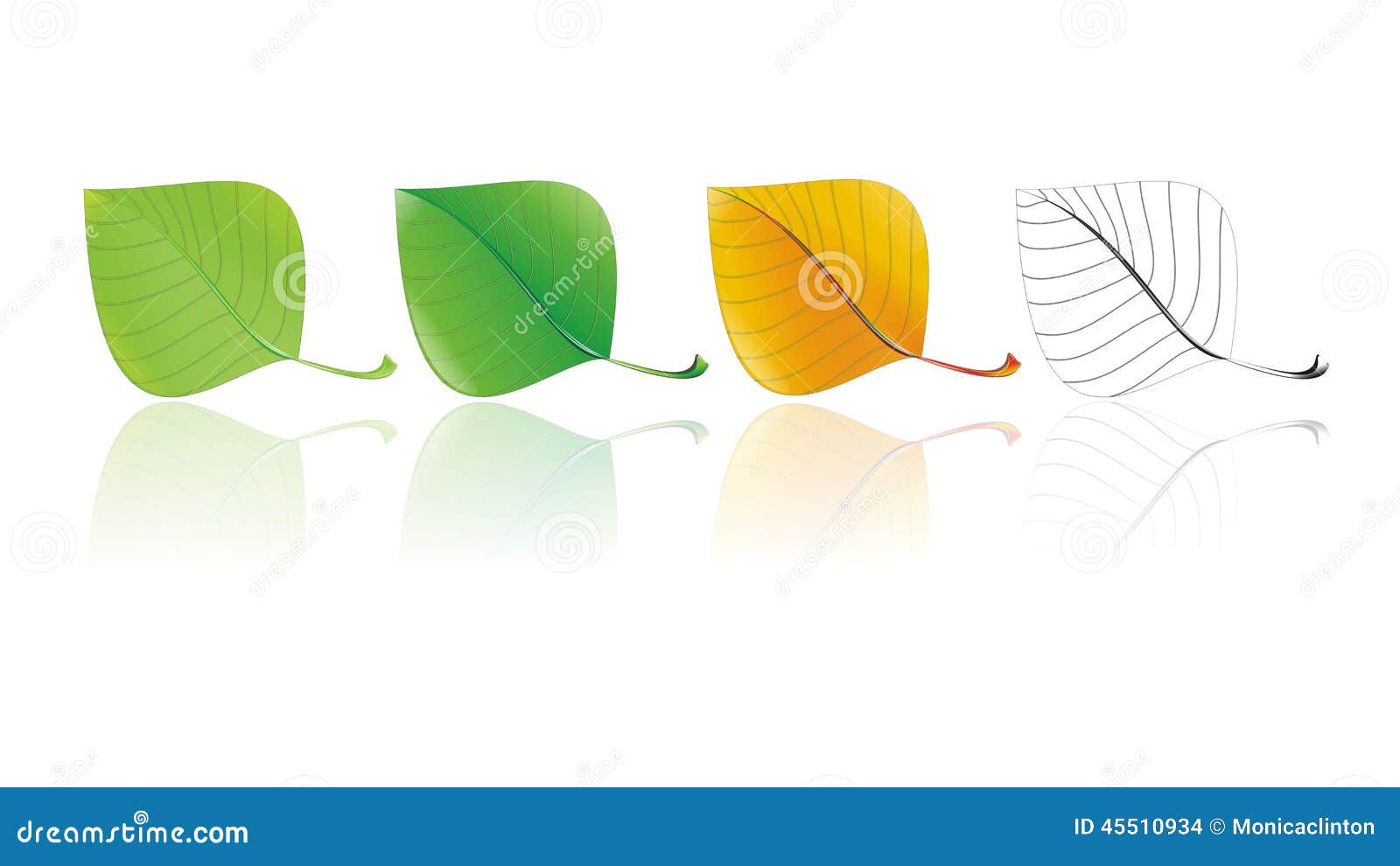 Leaf in Four Seasons Illustration Stock Photo - Image of canada, bunch ...