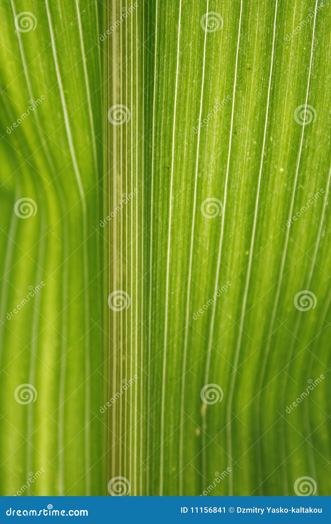Leaf fragment stock image. Image of nature, green, beautiful - 11156841