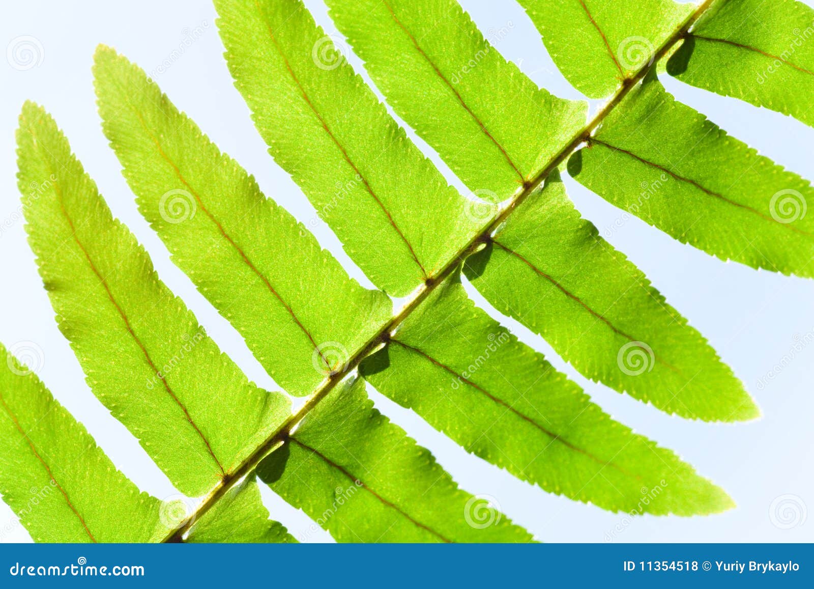 Leaf Fragment of Window Ferny Plant Stock Photo - Image of transparent ...