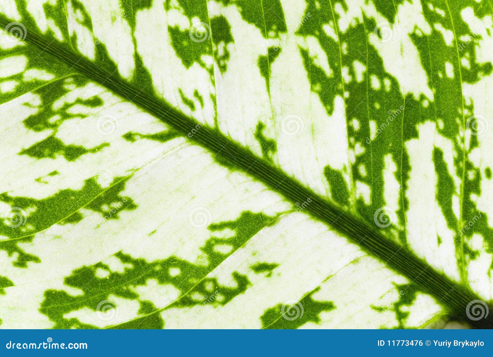 Leaf Fragment of Window Plant Stock Photo - Image of blotched, spotted ...