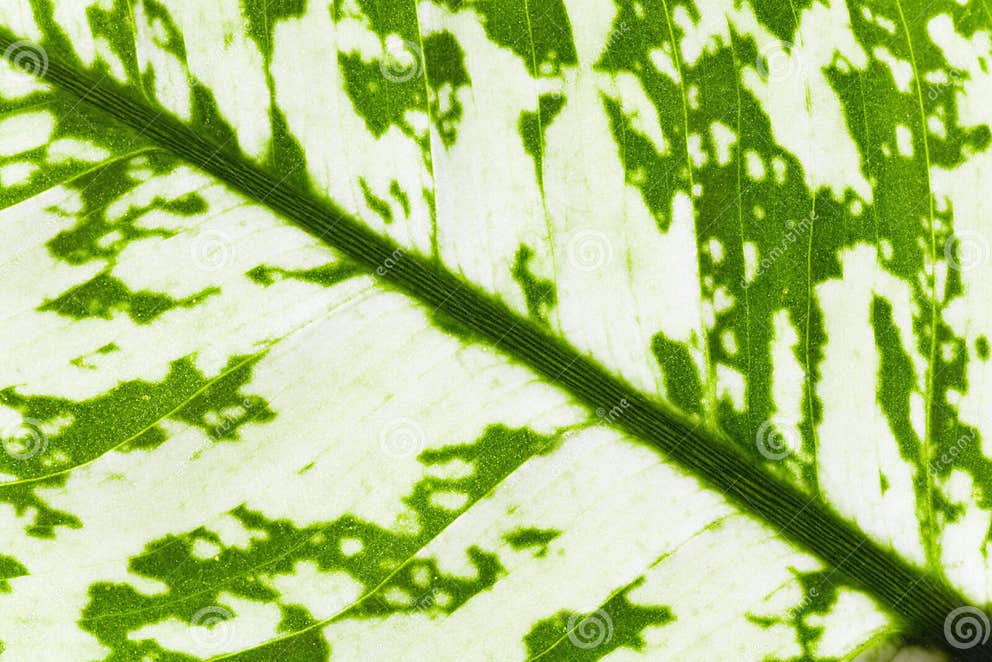 Leaf Fragment of Window Plant Stock Photo - Image of blotched, spotted ...